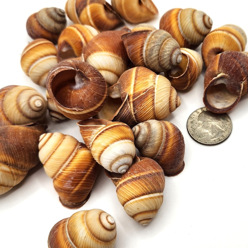 Snail Shells - Etsy