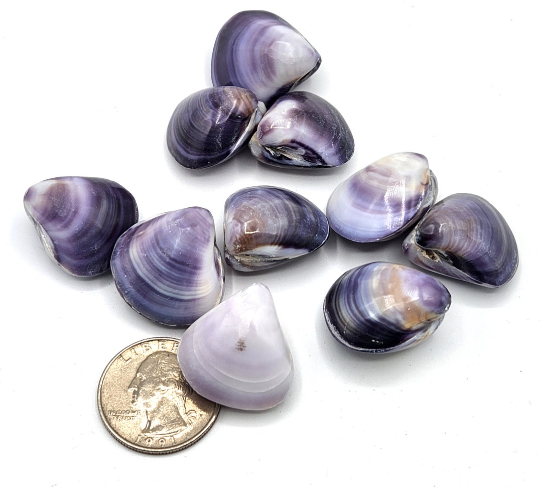 12pc Purple Clam Seashells 2 SIDED Small Purple Shells Beach - Etsy
