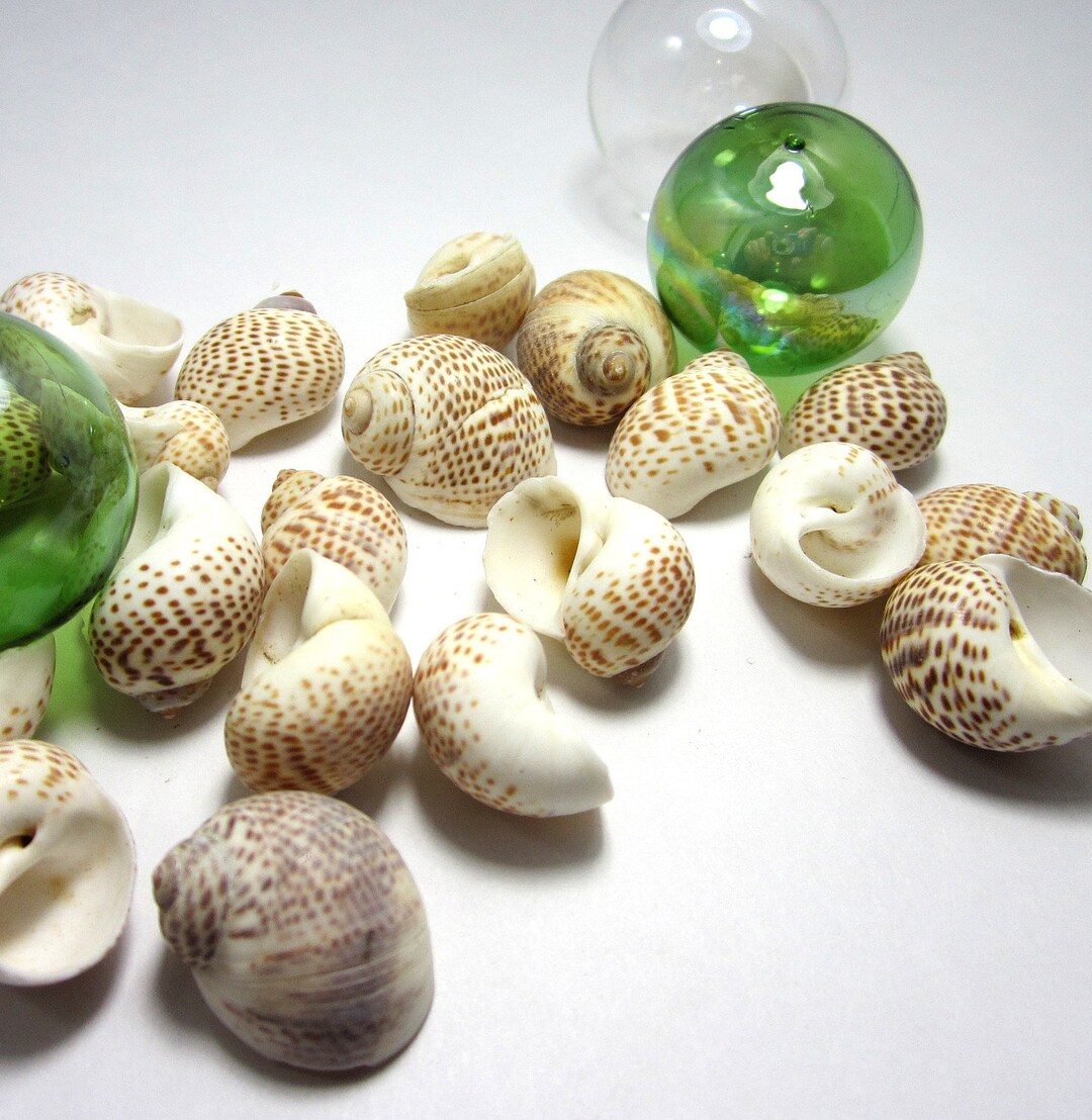 Spotted Natica Seashells: Dotted Brown & White Shells for Beach ...