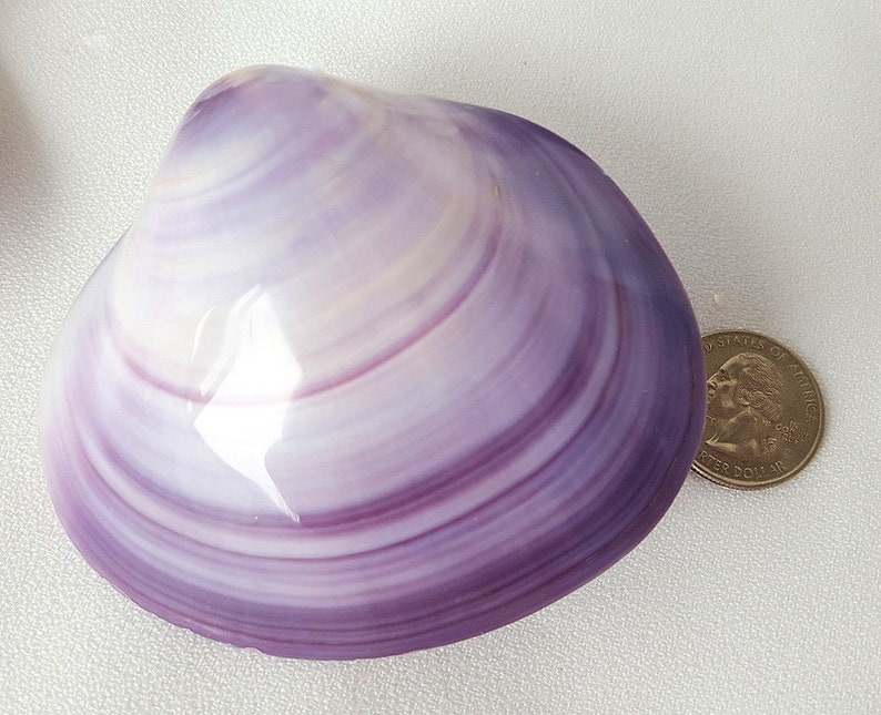 4PC Purple Clam Shells Purple Seashells Polished Purple Clam | Etsy