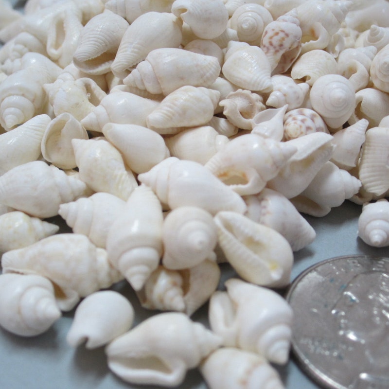 Tiny White Shells - Etsy