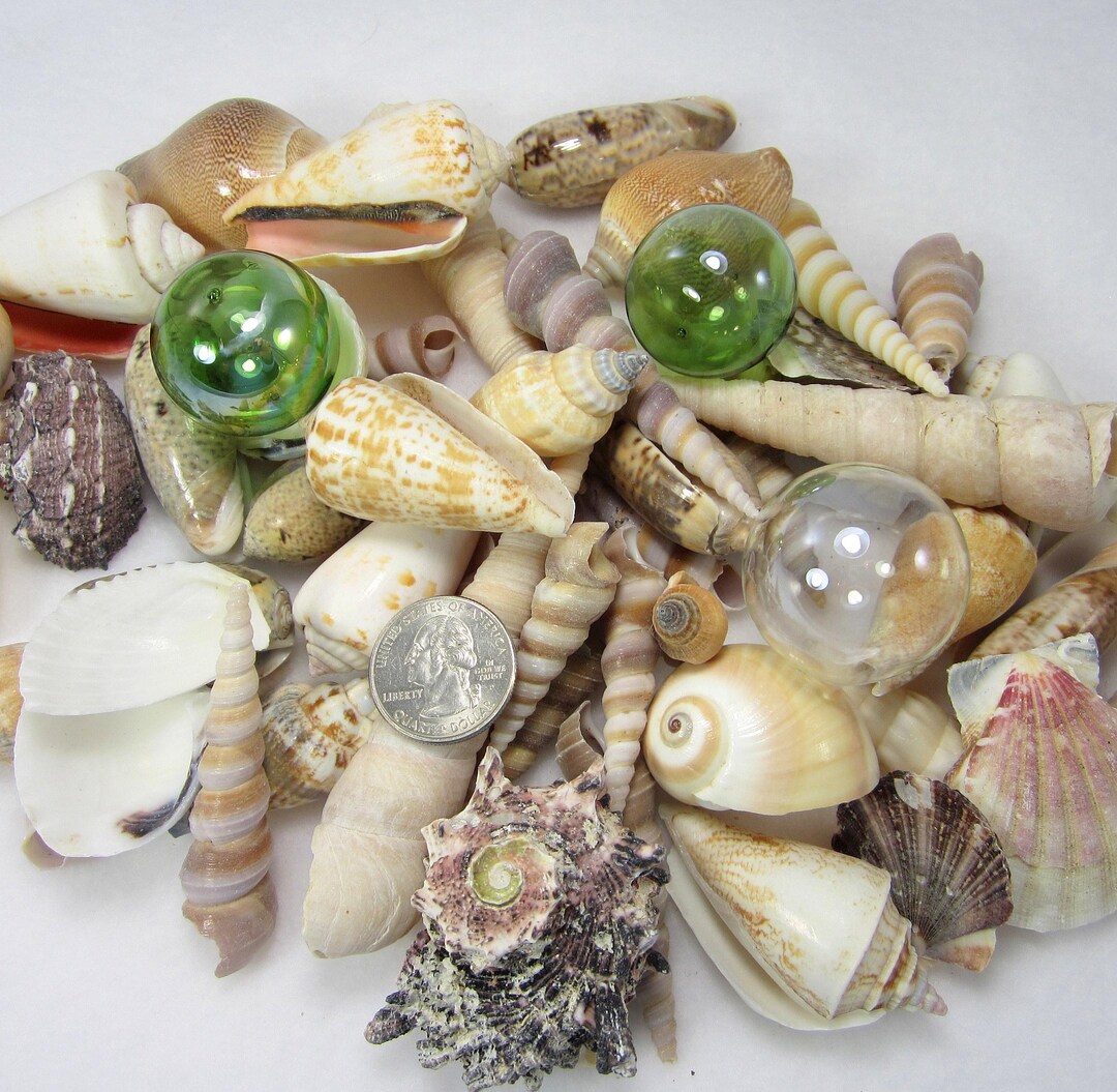 1 GALLON (3#) XL Seashell Mix: Cheap Colored Beach Coastal Nautical ...