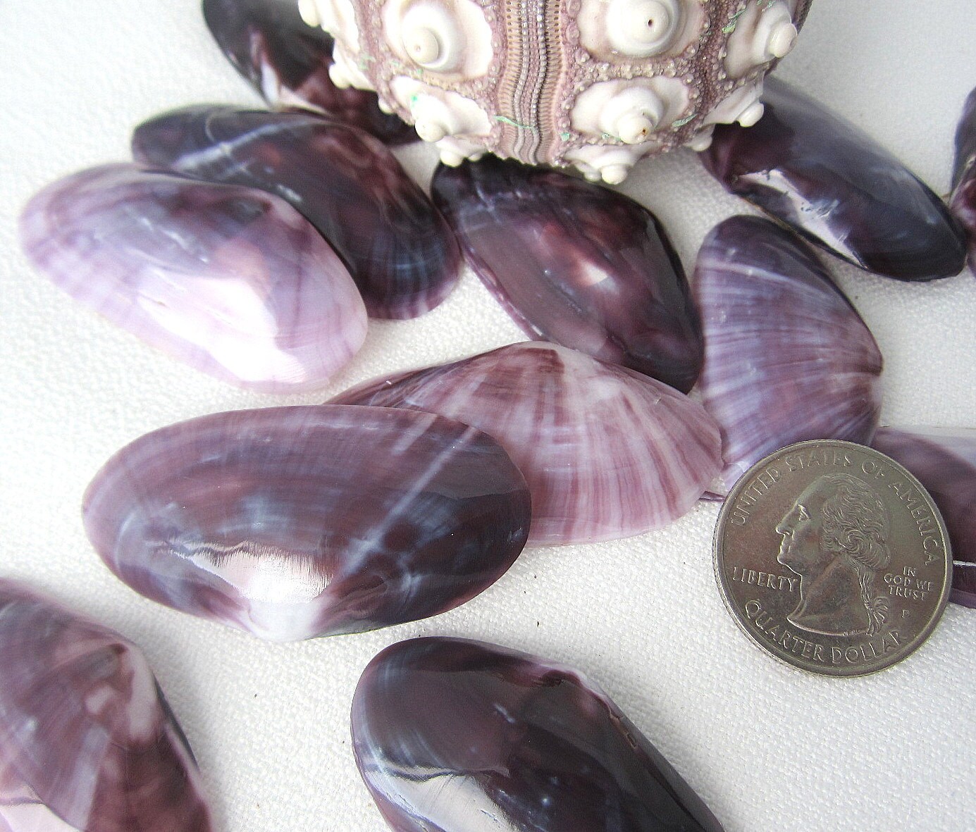 Rare Purple Seashells 3PC Beach Coastal Nautical Decor Dark | Etsy