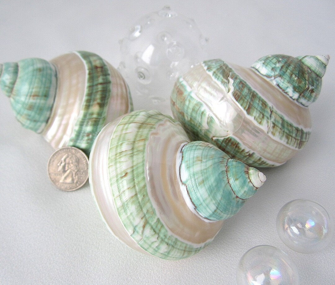 Green Turbo Shell, Pearl Turban Shell, Beach Nautical Polished Turbo ...