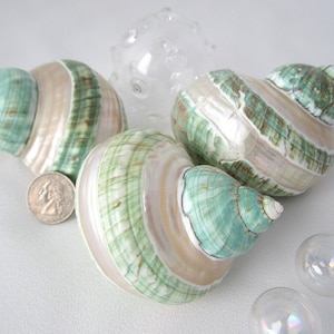 Green Turbo Shell, Pearl Turban Shell, Beach Nautical Polished Turbo ...
