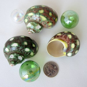 3PC Hermit Crab Shell, Spotted Green Turbo Shell, Beach Coastal Decor ...