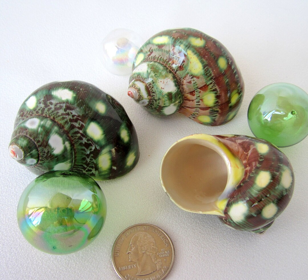 3PC Hermit Crab Shell, Spotted Green Turbo Shell, Beach Coastal Decor ...