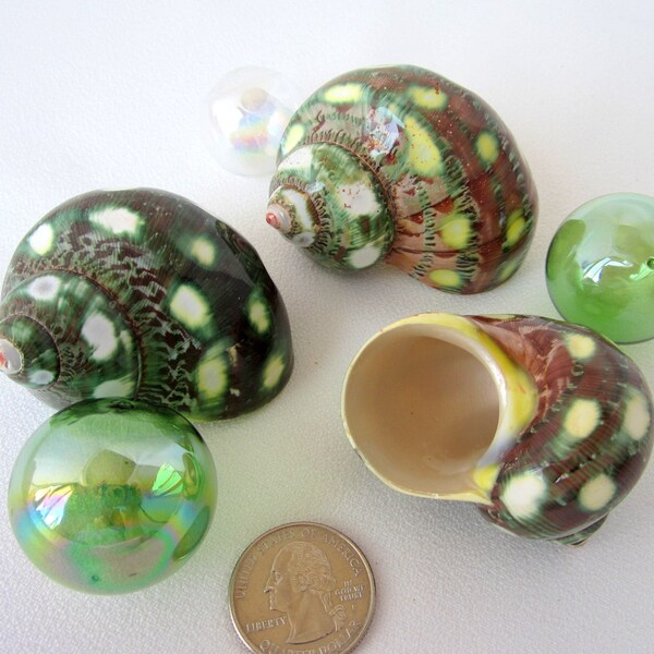 Hermit Crab Shell - Etsy