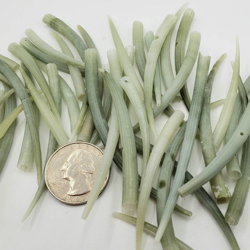 Green Seashells - Etsy