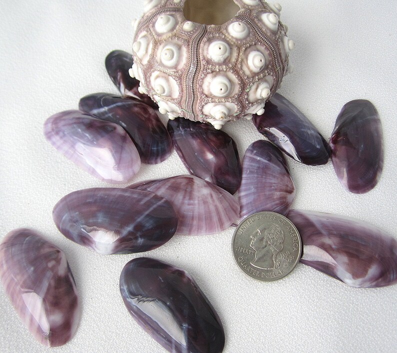 Rare Purple Seashells 3PC Beach Coastal Nautical Decor Dark | Etsy