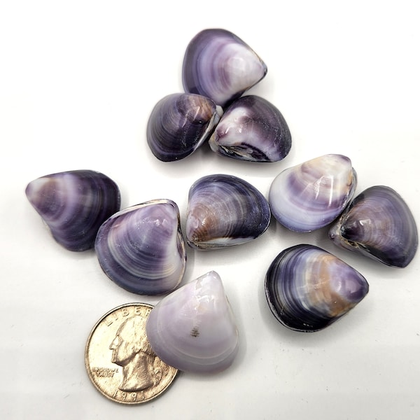 Clam Seashells - Etsy