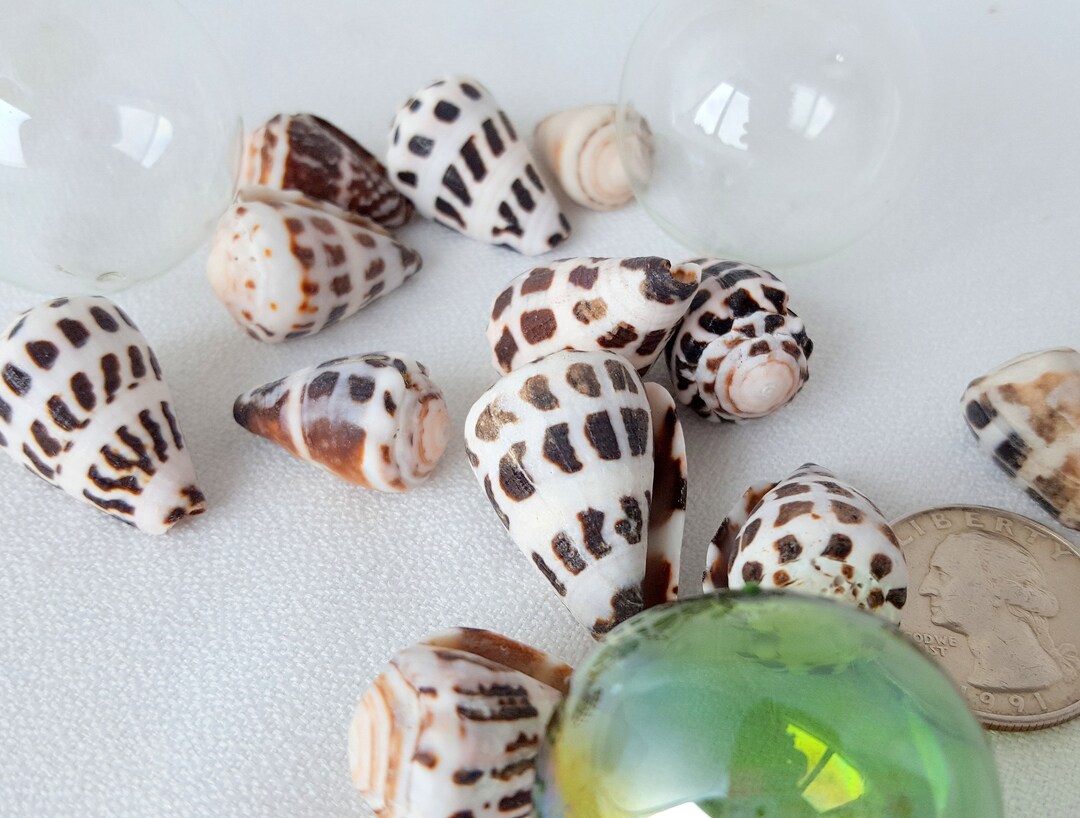 Hebrew Cone Seashells 12PC Small Spotted Cone Shells Beach - Etsy