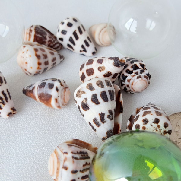 Small Cone Shells - Etsy