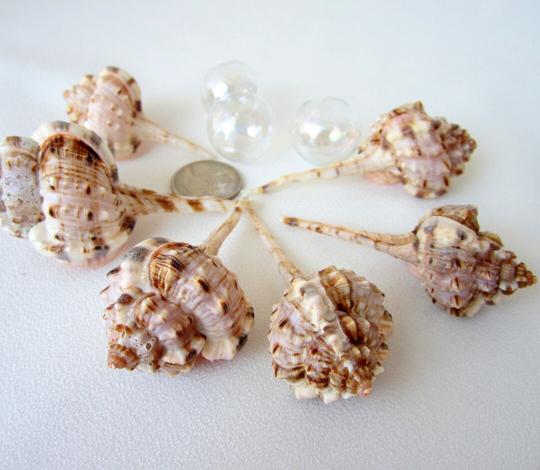 6 PC Spotted Murex Shells, Beach Decor Murex Haustellum Seashells ...
