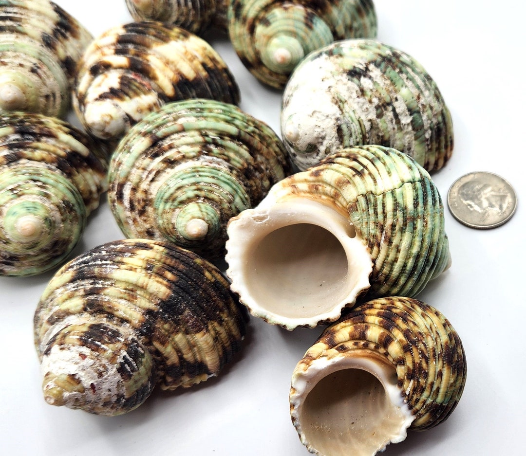 Green Hermit Crab Seashells, 6PC Green Turbo Shell, b Grade Banded ...