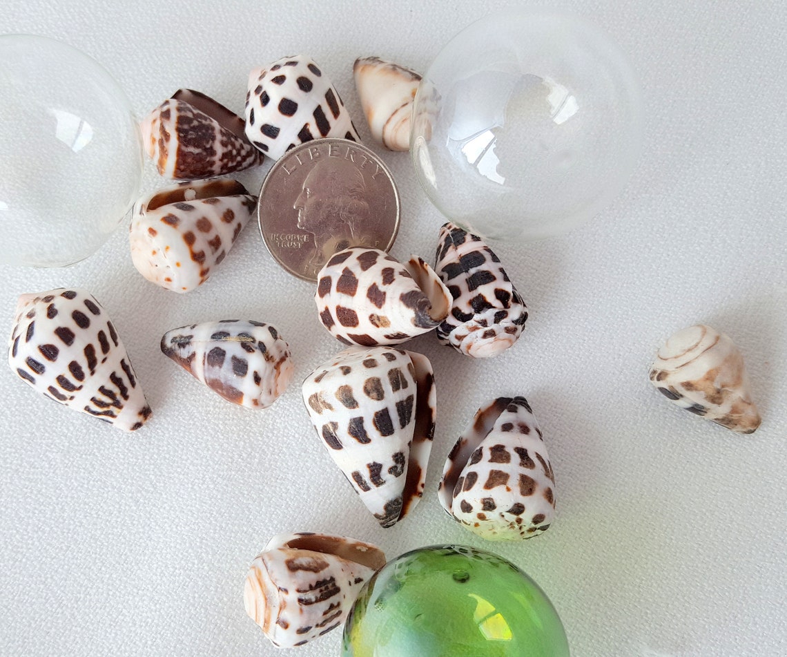 Hebrew Cone Seashells 12PC Small Spotted Cone Shells Beach - Etsy