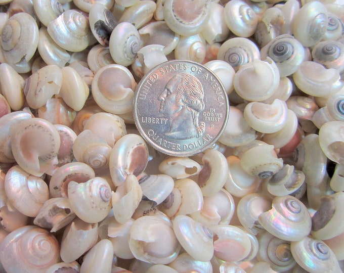 METAL SEASHELL BUCKET - With Starfish or Sand Dollar for Your Miniature ...