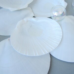 White Sun Moon Seashells, 24 PC Beach Nautical Decor Round White Shells ...