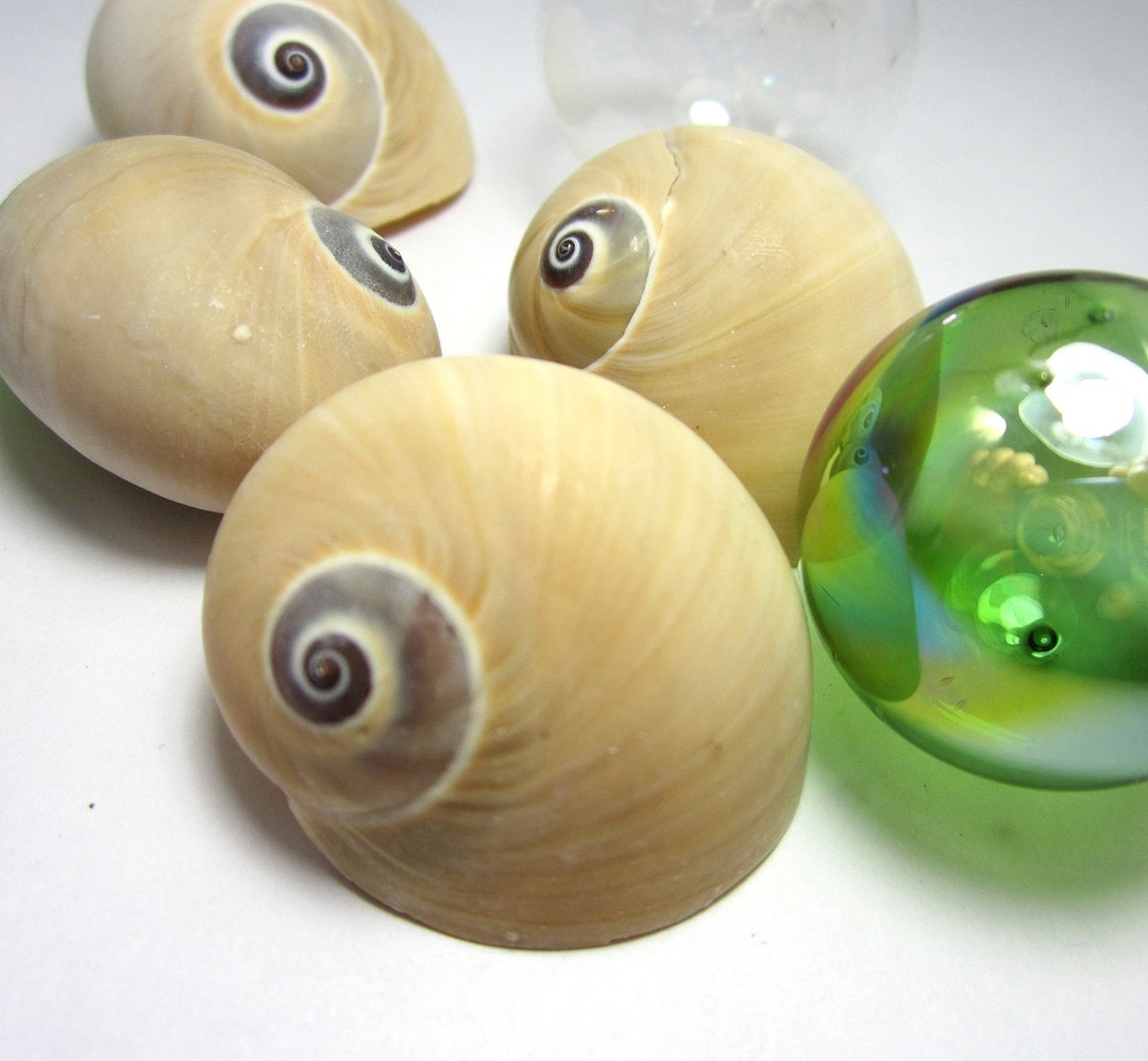 6 Moon Snail Seashells: Nautical Whale Eye Shells for Coastal Beach ...