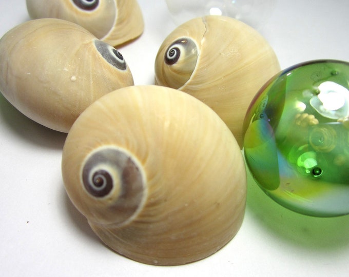 30PC Moon Snail Seashells: Nautical Whale Eye Shells for Coastal Beach ...