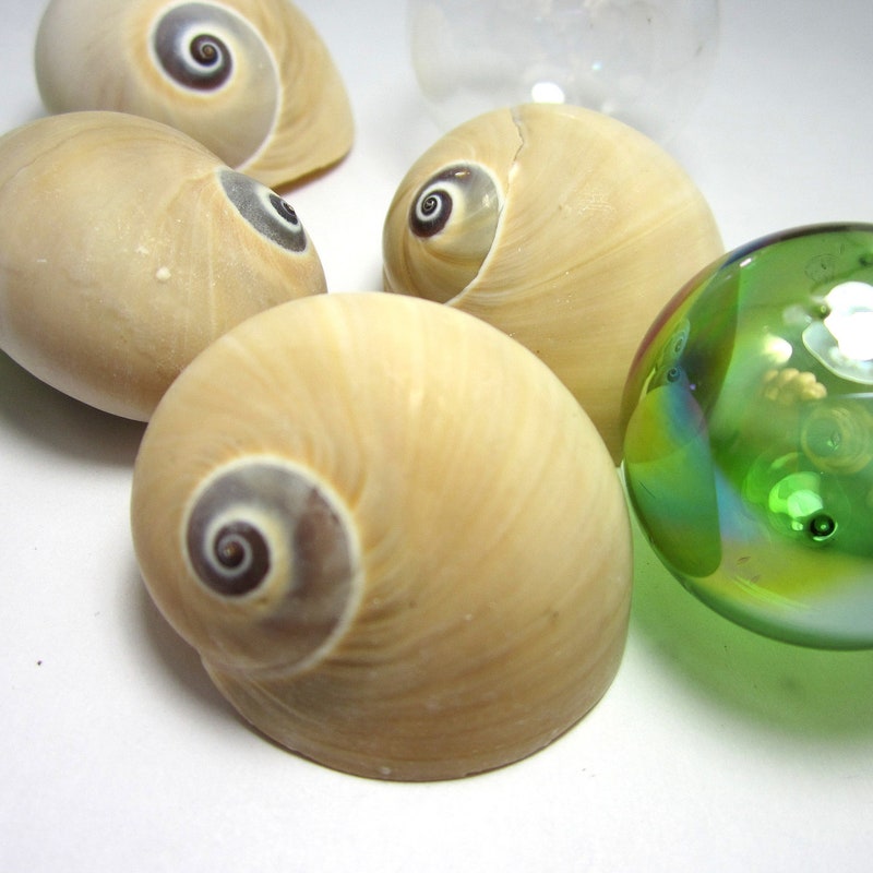 Moon Snail - Etsy