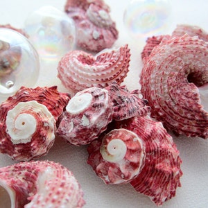 6 Red Delphinula Shells: RARE Raspberry Pink Seashells for Beach ...