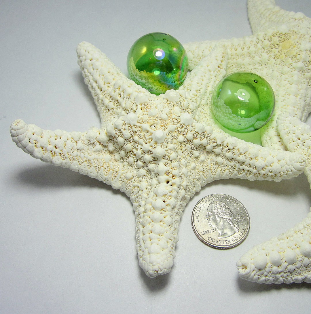 White Jungle Starfish, 3PC Beach Decor Textural White Starfish ...