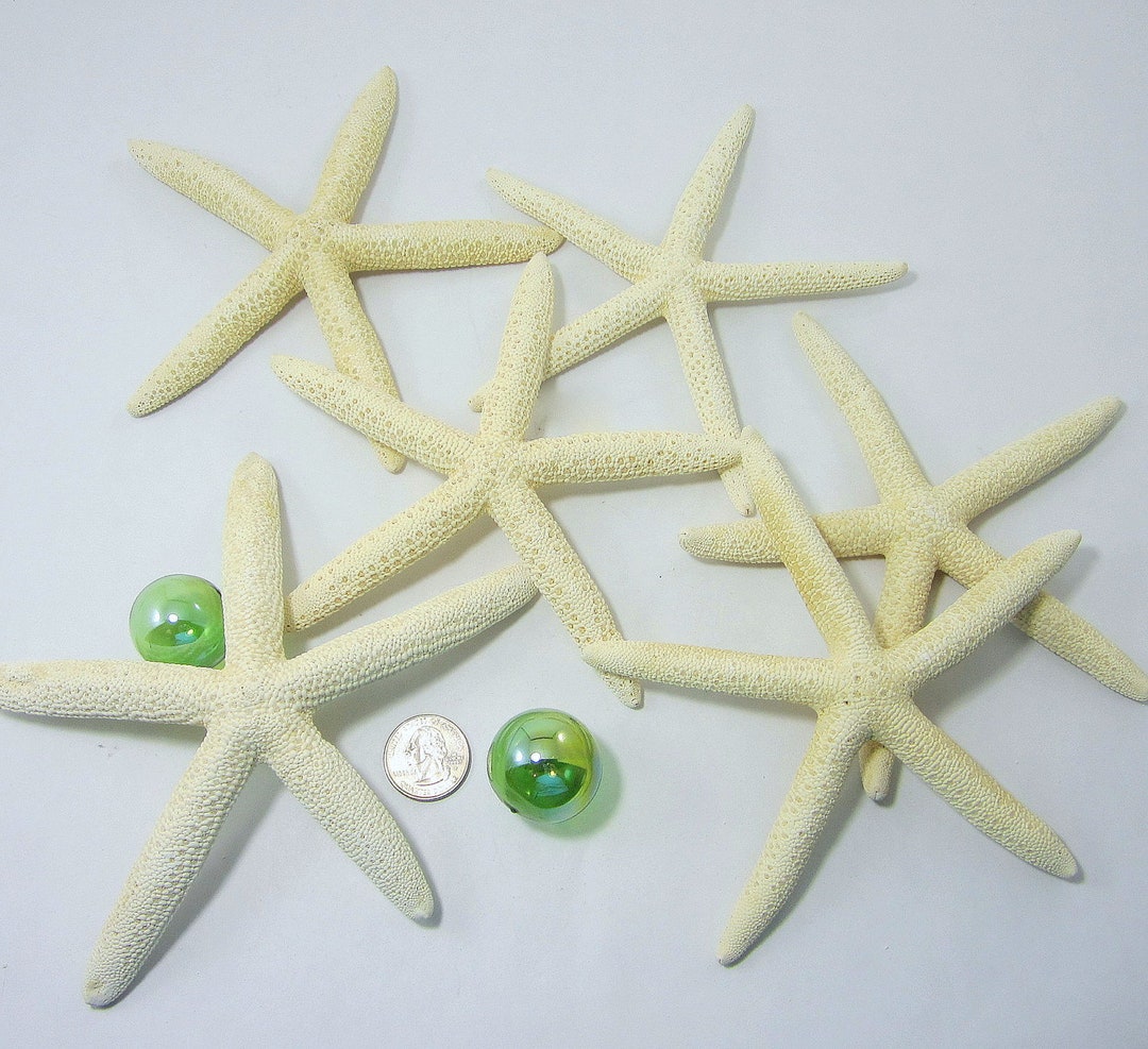 Large White Starfish, 6-8, 12PC, Nautical Decor White Finger Starfish ...