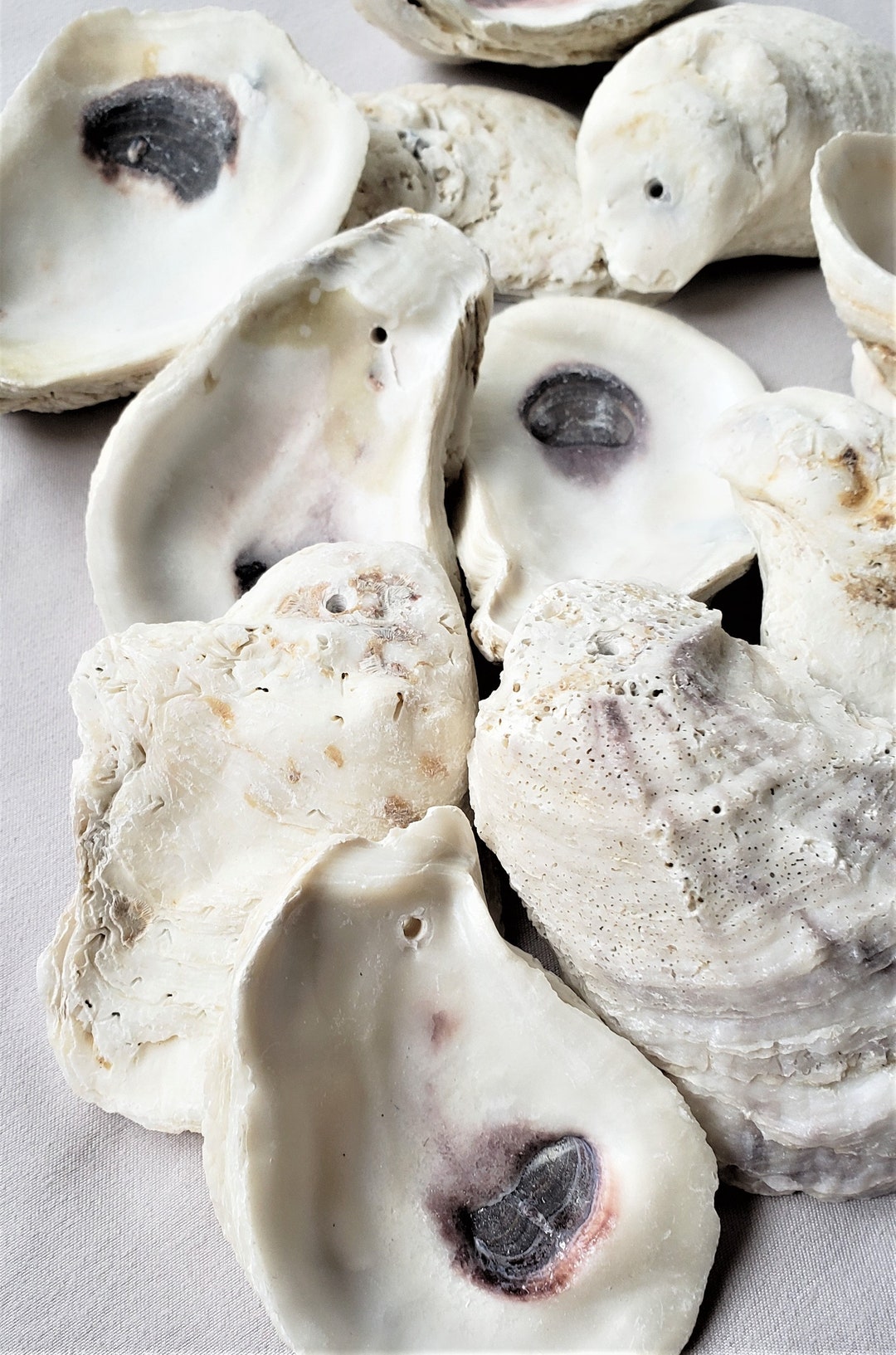 DRILLED Oyster Shells, 12PC DRILLED Common Oyster Seashells, Beach Bulk ...