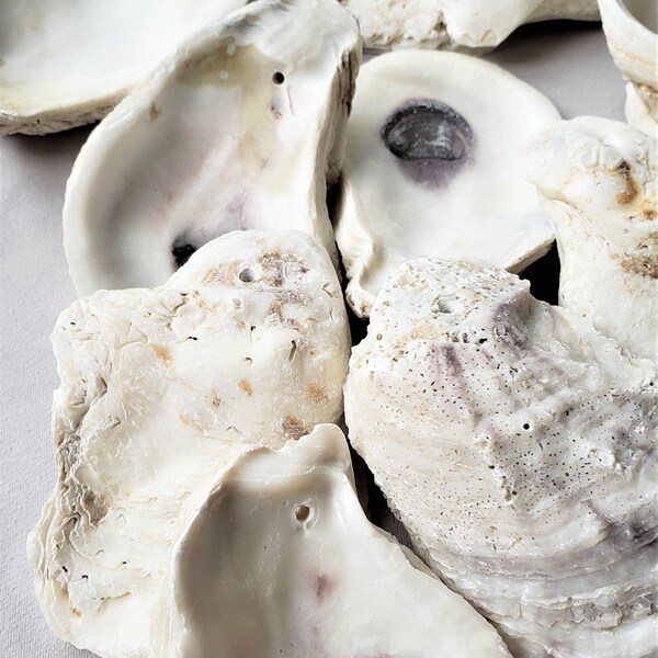 Drilled Seashells - Etsy