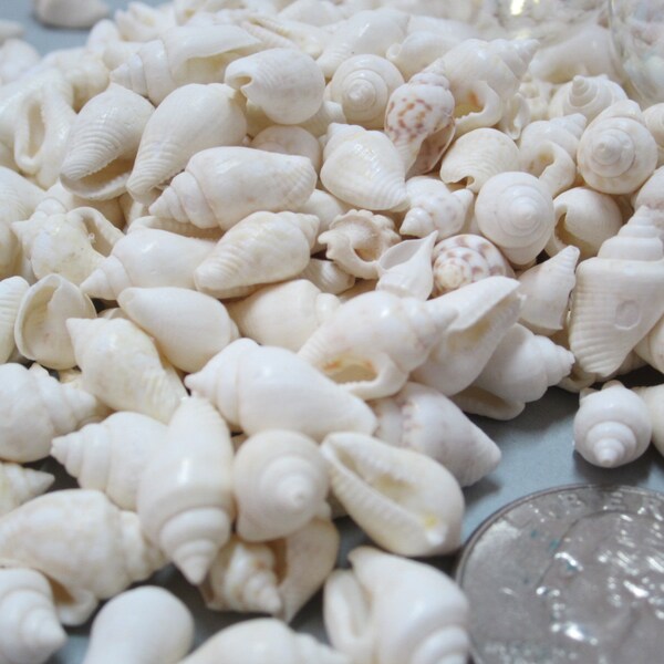 Tiny White Shells - Etsy