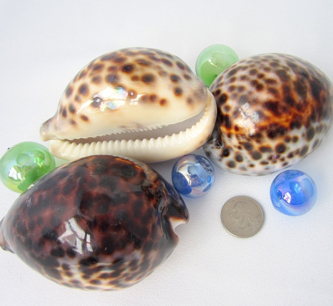 3PC Tiger Cowrie Seashell, Beach Decor Large Spotted Tiger Cowrie Shell ...