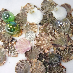 Flat Scallop Seashells, 50PC Nautical Decor Flat Scallops, Coastal ...