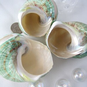 Green Turbo Shell, Pearl Turban Shell, Beach Nautical Polished Turbo ...