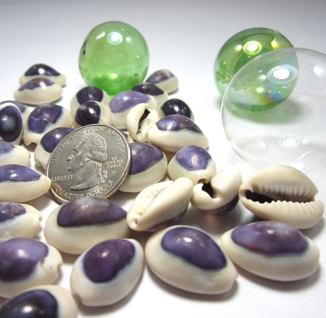 Purple Cowrie Seashells, 12PC Coastal Small Purple Shells, Beach Decor ...