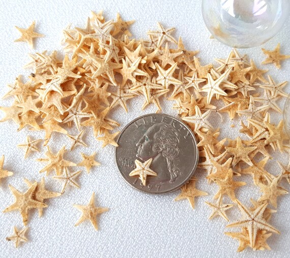 48PC SUPER TINY Starfish Tiny Flat Brown Starfish for Beach | Etsy