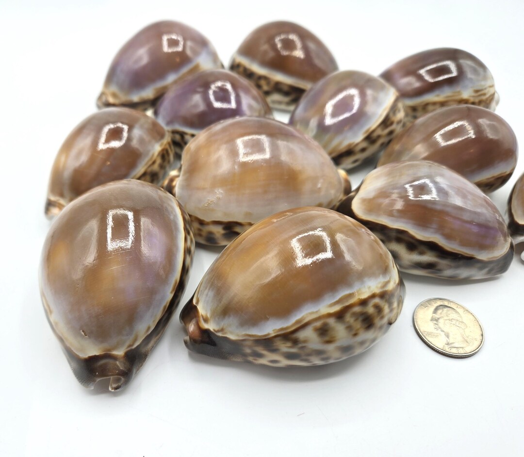 6PC Purple Tiger Cowrie Seashells: XL Polished Large Coastal Decor ...