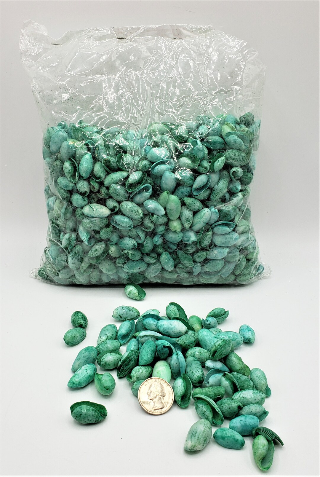 1 GALLON Green Bubble Seashells: Cheap Beach Coastal Nautical DYED ...
