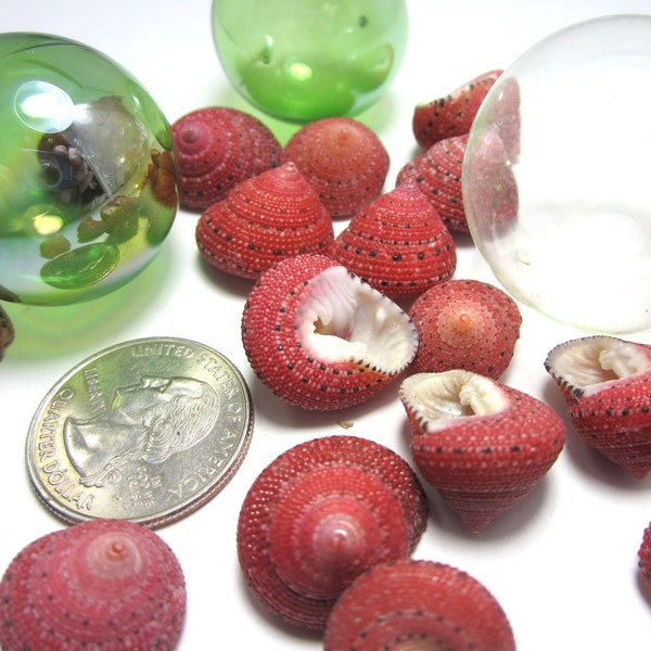 Red Seashells - Etsy