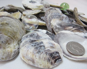 Oyster Shells Bulk - Etsy
