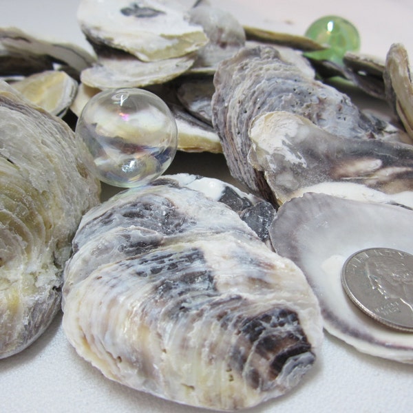 Oyster Shells Bulk - Etsy