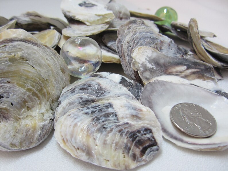1 KILO Purple Common Oyster Shells: (2.2 POUNDS) Beach Craft Seashells ...