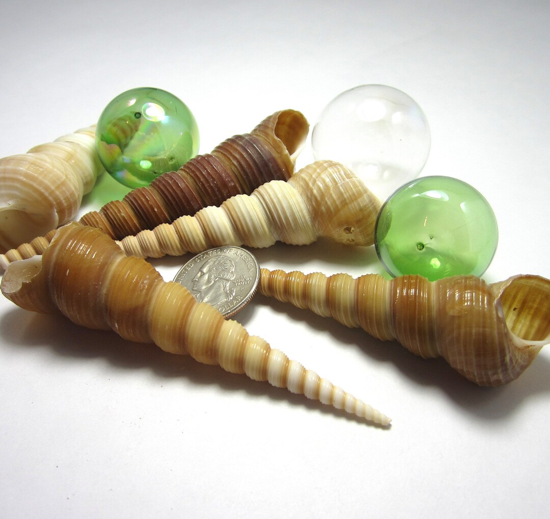 Brown Turritella Shells, 6PC Beach Decor Nautical Turritella Spiral ...