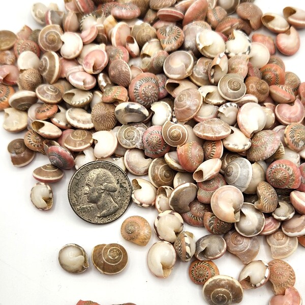 Pink Seashells - Etsy