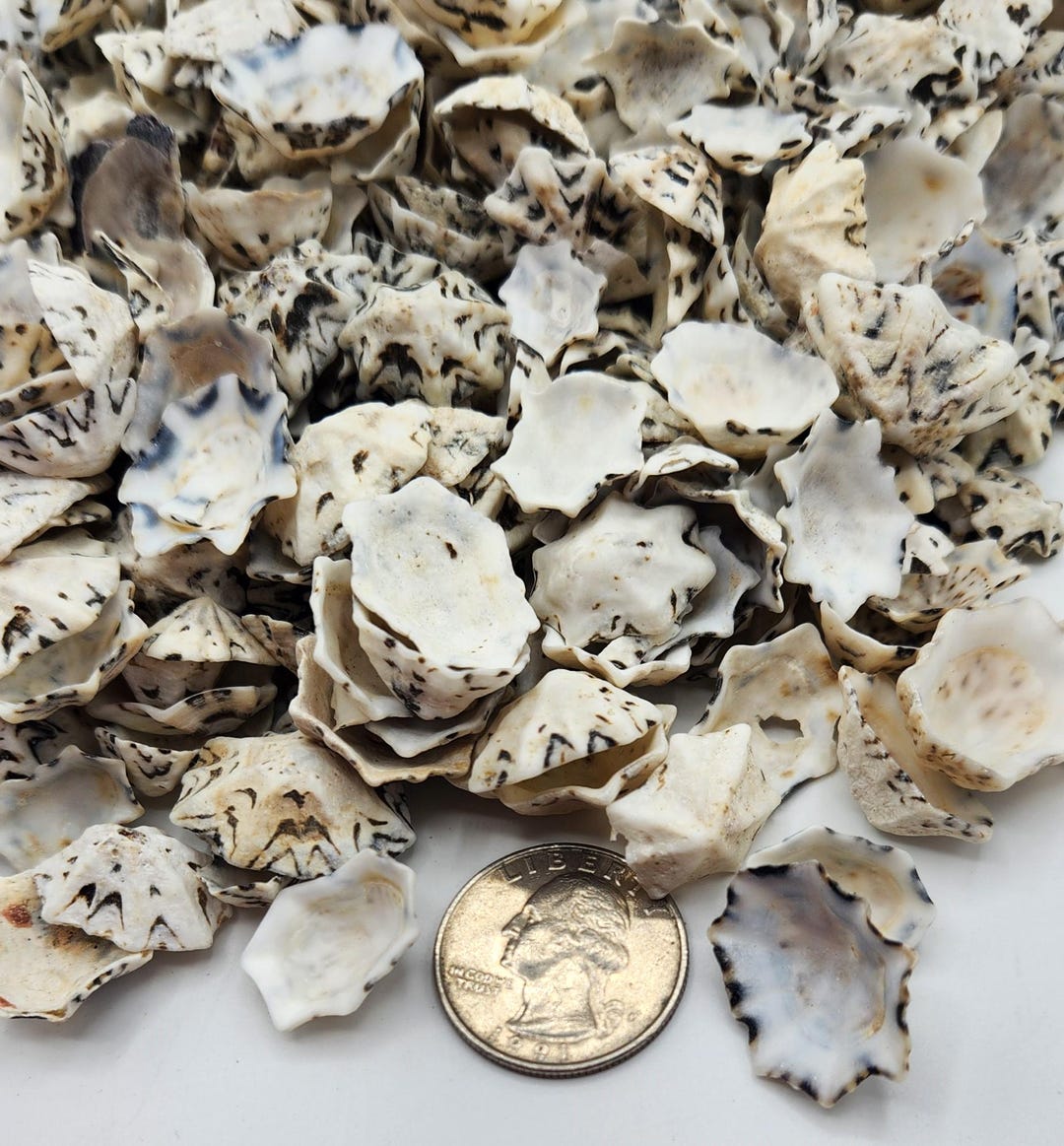 1 KILO Star Limpet Seashells: Black & White Beach Nautical Coastal ...