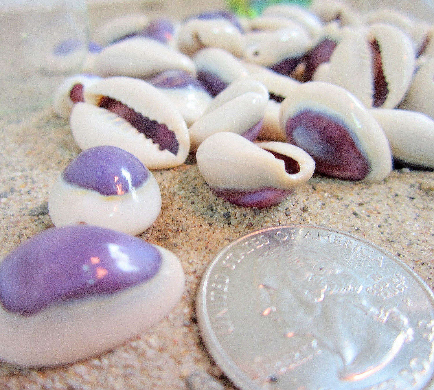 36PC Purple Cowrie Seashells Small Purple Shells Beach Decor | Etsy