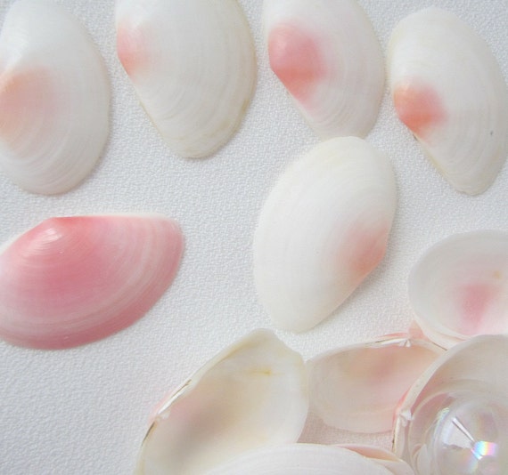 Paper, Party & Kids Pink Beach Wedding Seashells 48PC Bulk Pink ...