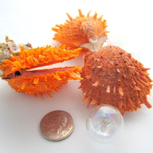 3PC Orange Oyster Shell, Bright Orange Oysters, Beach Decor Oyster ...