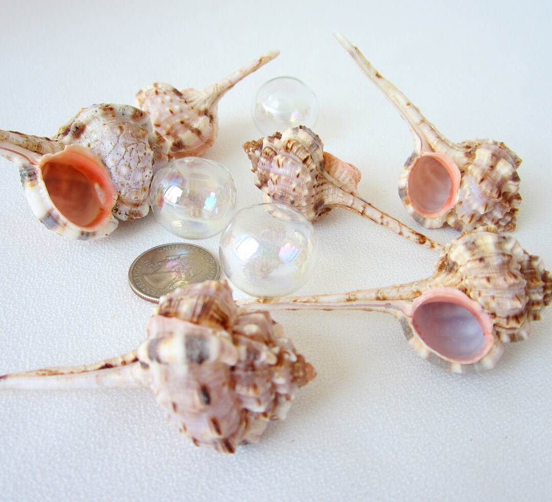 6 Pink Murex Seashells: Spotted Specimen Shells for Beach Nautical ...