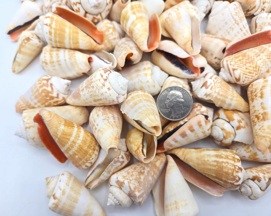 35PC Strawberry Strombus Shells: Orange Coral Colored Shells, Coastal ...